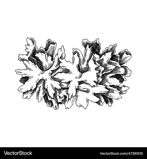 Snow Fungus Sketch Edible Fungal Protein Vector Image