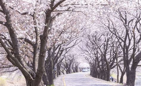 김포 벚꽃축제 경기도 김포시 가볼만한곳