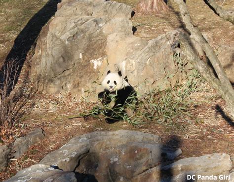 Qing Bao In The Sun 2 Dc Panda Girl Flickr