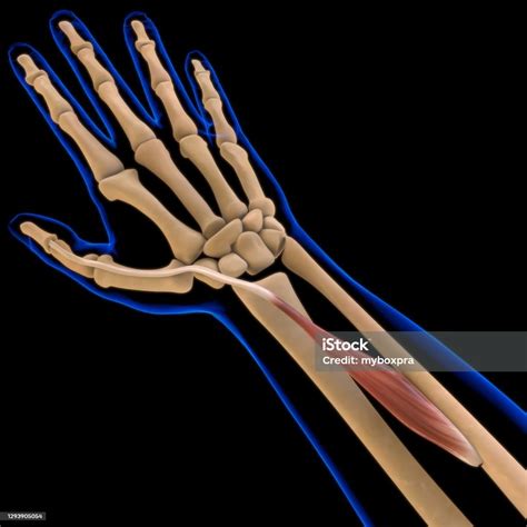 의료 개념 3d 일러스트레이션을 위한 흥분기 폴리시스 롱러스 근육 해부학 근육에 대한 스톡 사진 및 기타 이미지 근육 3차원 형태 사진 이미지 Istock