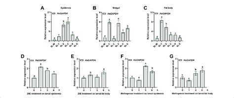 Expression Profile Of Hagapdh A C Transcript Analyses Of Hagapdh In Download Scientific