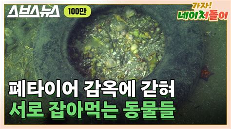 인간이 버린 폐타이어에서 일어난 끔찍한 비극 스브스뉴스 Youtube