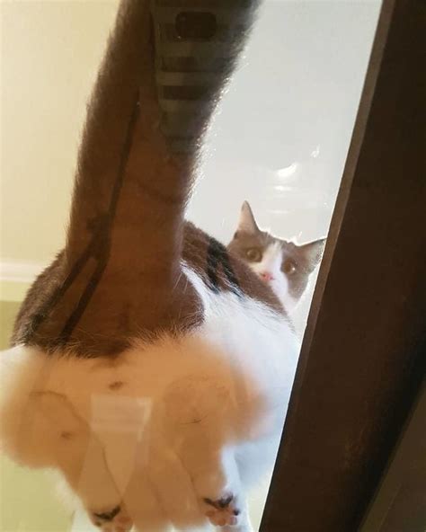 40 Hilarious Photos Showing Why Cats Are Perfect With Glass Tables