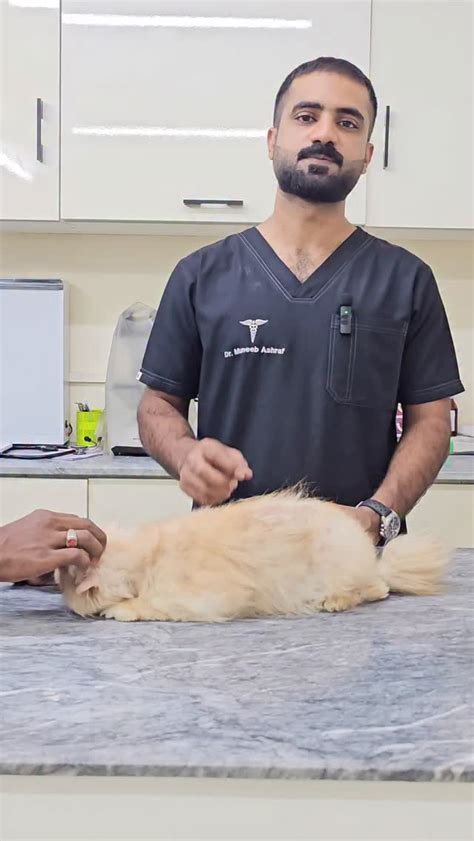 Himalayan Cat Health Issues 2026
