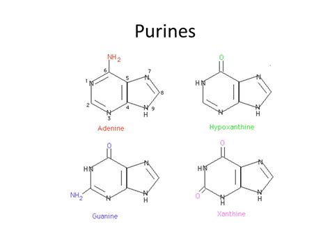 Macromolecules Nucleic Acids Ppt Video Online Download