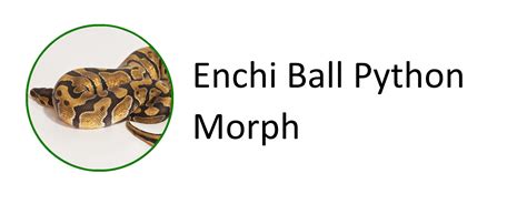 Enchi Ball Python Morph R Reptilerange
