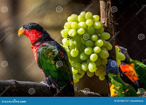 Black Capped Lory Stock Image Image Of Head Black Feathers 89788175
