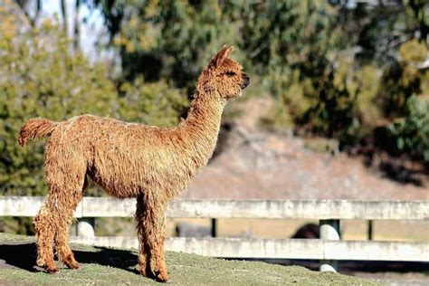 5 Different Types Of Llamas Plus Interesting Facts