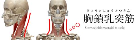【健康コラム】胸鎖乳突筋の緊張は肩こりを悪化させる？ 立川市の鍼灸・加圧【womens 医科学リハビリテーション】