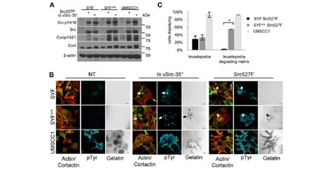 Wt Src Rescues Invadopodia Maturation In Cells Expressing Download