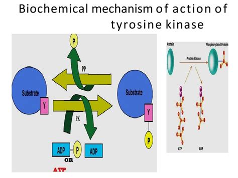 Ppt Protein Kinases Regulation And Importance In Cellular Signaling