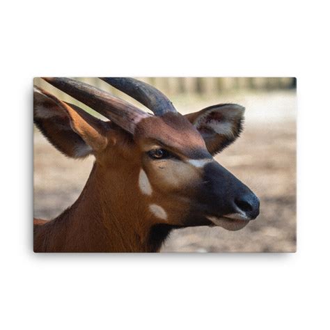 Bongo Antelope Canvas Bongo Antelope Wall Canvas Print Bongo Etsy