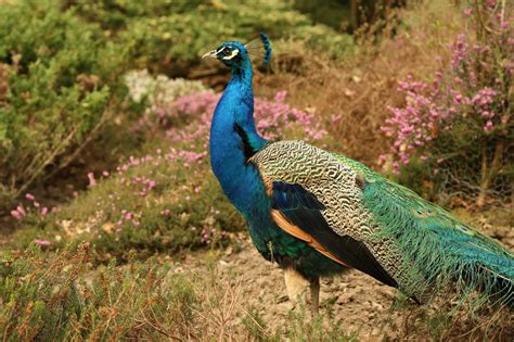 What Does A Peacock Symbolize