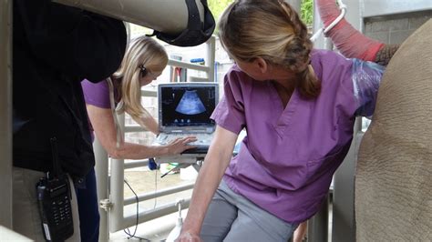 Better Than Sex For Hard To Breed Rhinos Technology Strives For A Solution