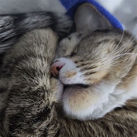 울 딩가 코고는 소리 뭘 해도 다 귀여워 Youtube