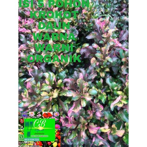 Jual Krokot Organik5 Pohon Krokot Daun Warna Warni Organik Shopee