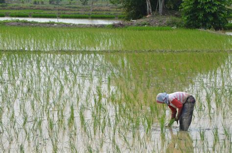 Aktivitas Petani Di Musim Besawah Mulai Betandur