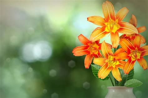 자연 잎과 하늘의 흐린 Bokeh 배경에 왼쪽에 텍스트에 대 한 빈 장소와 도자기 꽃병에 아름 다운 라이브 릴리 부케 부케 개념에 대한 스톡 사진 및 기타 이미지 Istock