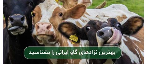بهترین نژادهای گاو ایرانی را بشناسید فارموژن