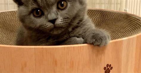 ブリティッシュショートヘアってどんなネコ？特徴と上手な育て方【ネコの種類図鑑】 Love Nya