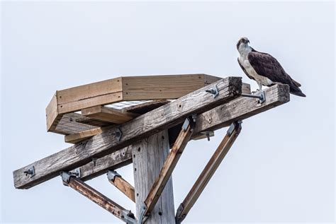 Osprey Nesting