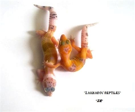 Zakharov Reptiles питомник пятнистых эублефаров — леопардовых гекконов и других экзотических