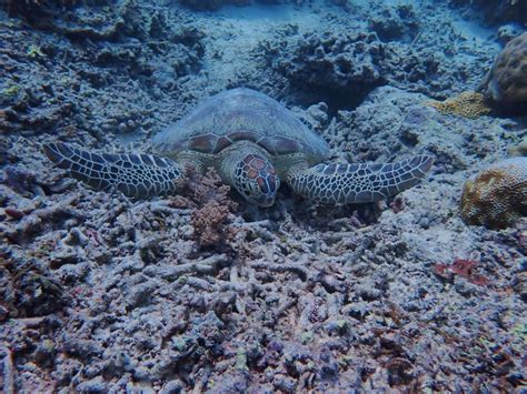 10 Reasons Why Joining Gili Shark Conservation Is A Fin Tastic Idea