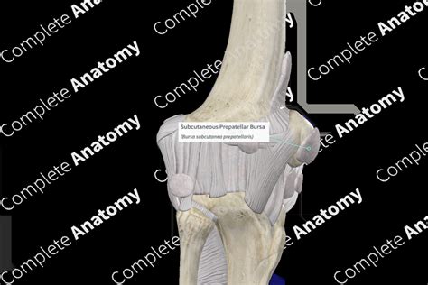 Subcutaneous Prepatellar Bursa Complete Anatomy