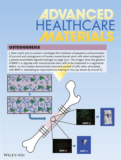Osteogenesis Bone Morphogenetic Protein‐2 Promotes Human Mesenchymal