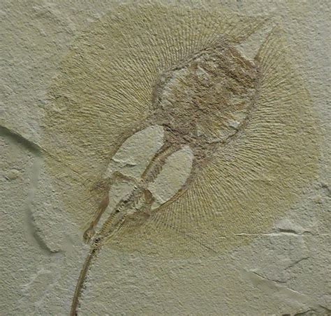 Stingray Fossil