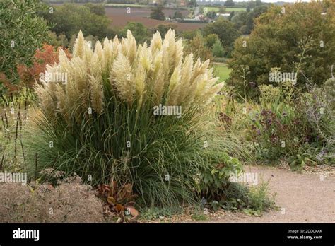 Cortaderia Selloana Pumila Ornamental Grasses In The Garden