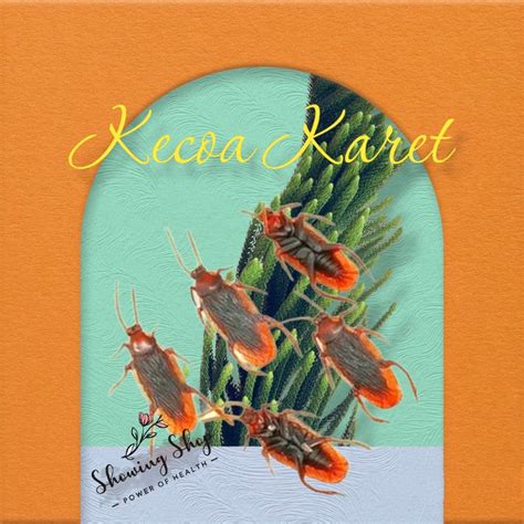 Toy Cockroach Rubber Material Unit Price Toys Jahil Toy