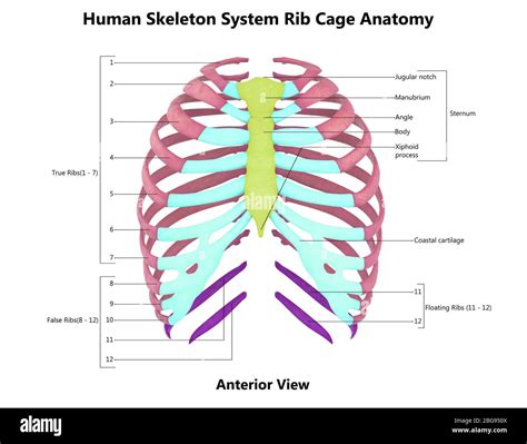 Human Skeleton System Rib Cage With Detailed Labels Anatomy Stock Photo