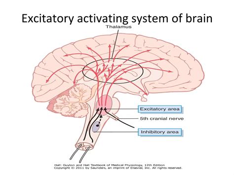 Reticular Activating System Ppt