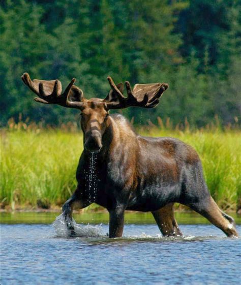 Are There Moose On Mount Desert Island At Anthony Sears Blog