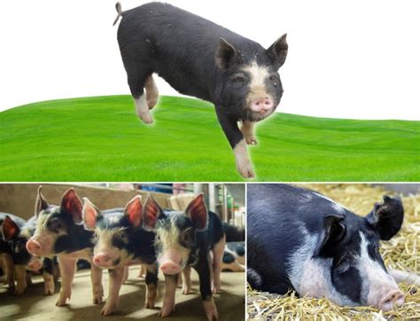 Types Of Pigs 21 Pig Breeds For Farming And Homesteading Farmerdb
