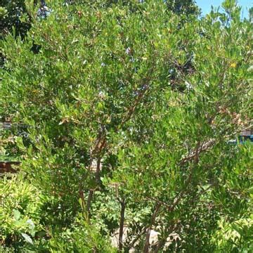 Native Trees Plants