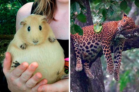 50 Times People Spotted An Adorable Pregnant Animal And Just Had To ...