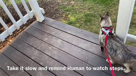 Kuma Show How To Walk Your Human Youtube