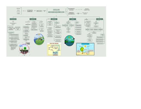 Mapa Conceptual Ciclos Biogeoquimicos Pdf