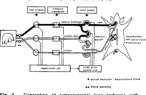 Figure 1 From Extracorporeal Liver Perfusion Applications Of An Improved Model For Experimental
