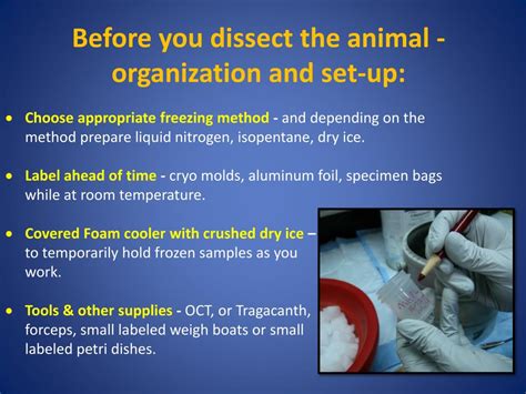 Ppt Tissue Freezing Methods For Cryostat Sectioning Powerpoint