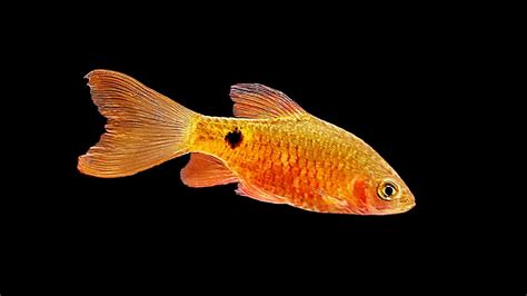 Rosy Barb Care Size Lifespan Diet And More