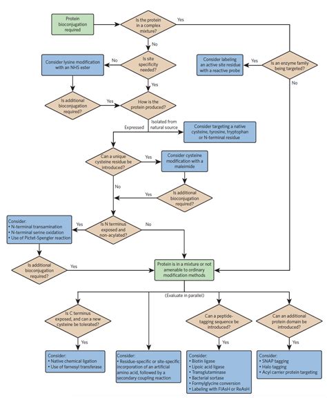 Introduction To Bioconjugation Chemistry Libretexts