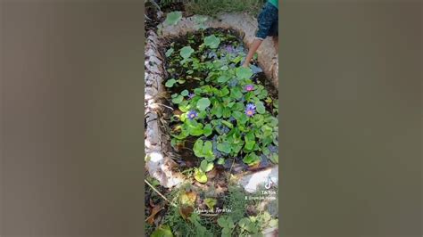 Sementara Ngene Sek Youtube