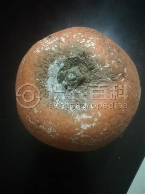 柑橘褐色蒂腐病 大丰收