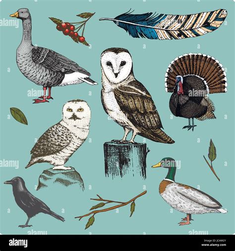 Hand Drawn Vector Realistic Bird Sketch Graphic Style Set Of Domestic