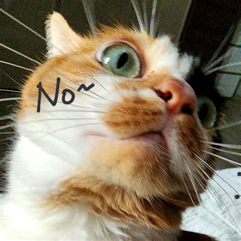 목욕하는 고양이