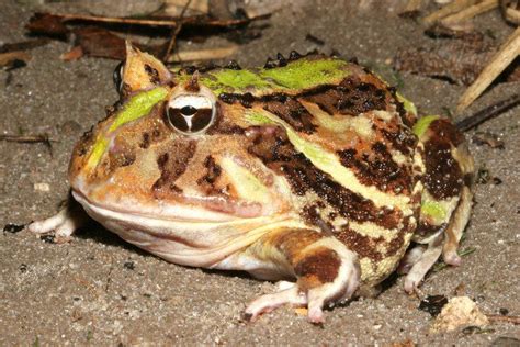 Рогатые лягушки или рогатки (лат. Ceratophrys) | ВКонтакте Pacman Frog ...