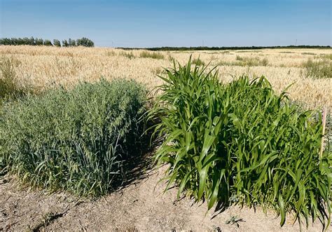 Sorghum Used In Double Cropping System The Western Producer
